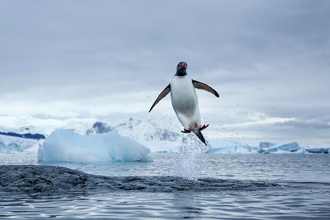 Penguins can fly