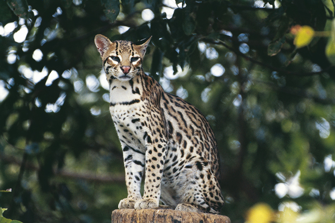 Felines on the brink of extinction