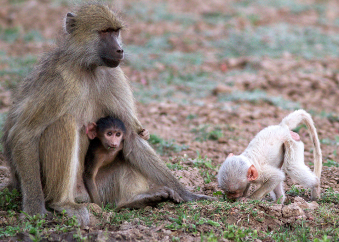 Albino baboon born in Zambia's National Park